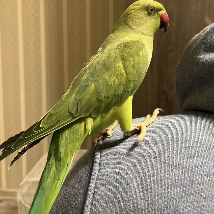 Ожереловый попугай Зеленый