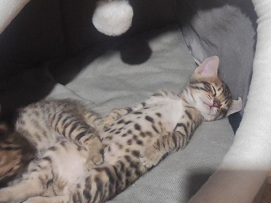 Бенгальские котята