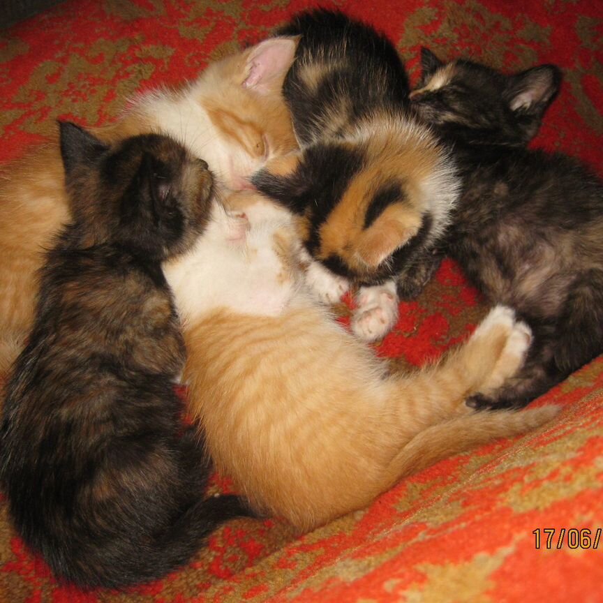 Отдадим в добрые руки