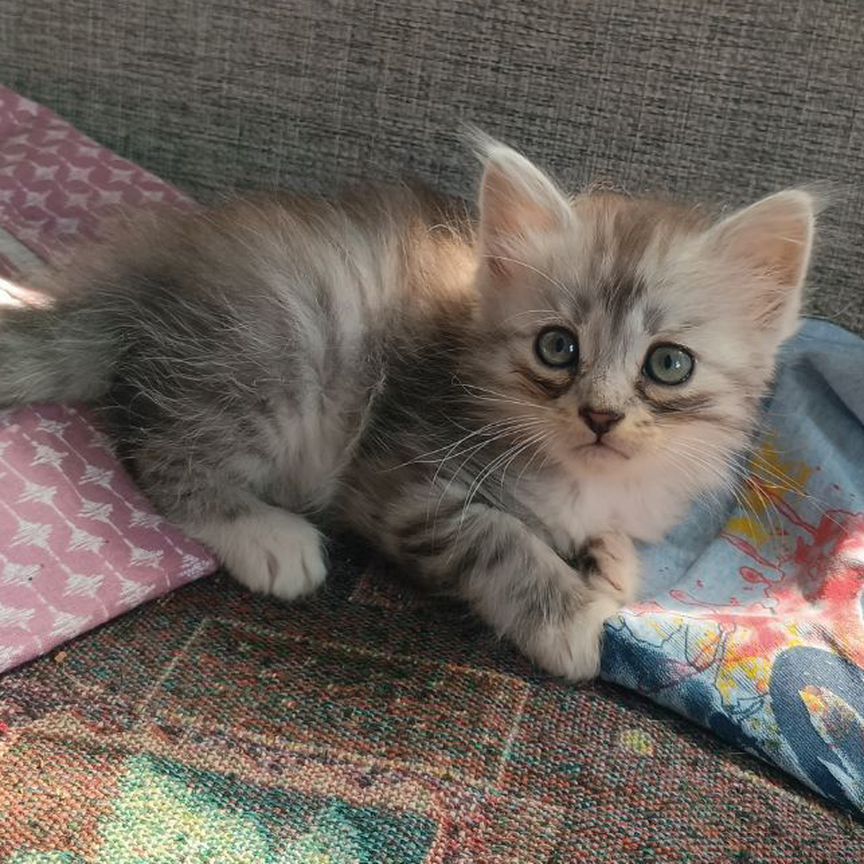 Домашние животные котята бесплатно