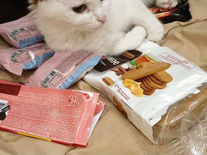 Кошки в добрые руки