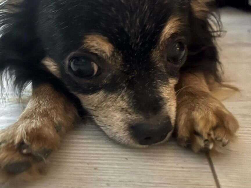 Чихуахуа ищет невесту