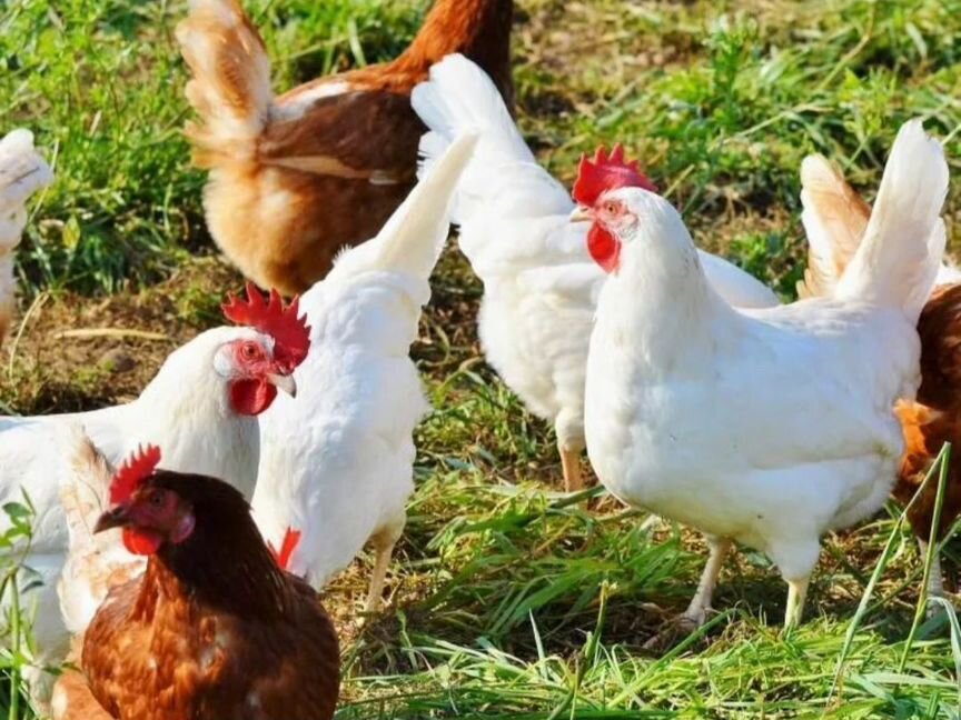 Продам несушек белые Коралл 5 шт, рыжих 7 шт