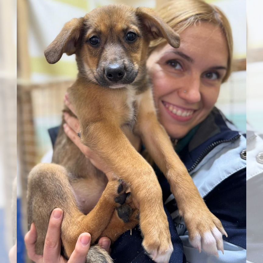 Щенок в добрые руки