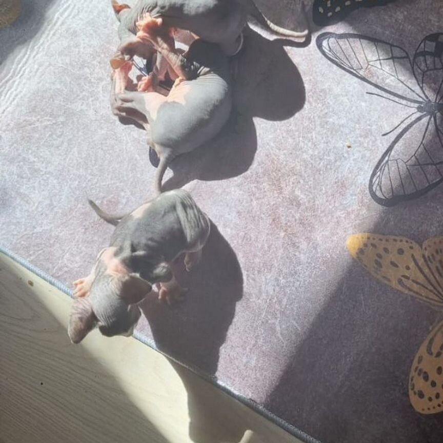 Продам котят канадского сфинкса