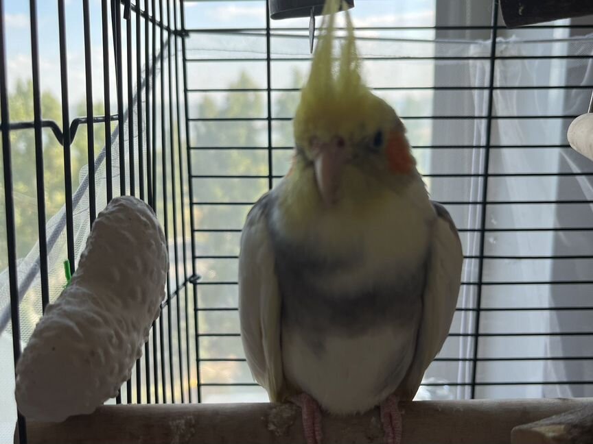 Попугай Корелла