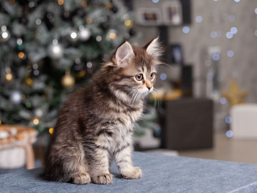 Сибирские котята