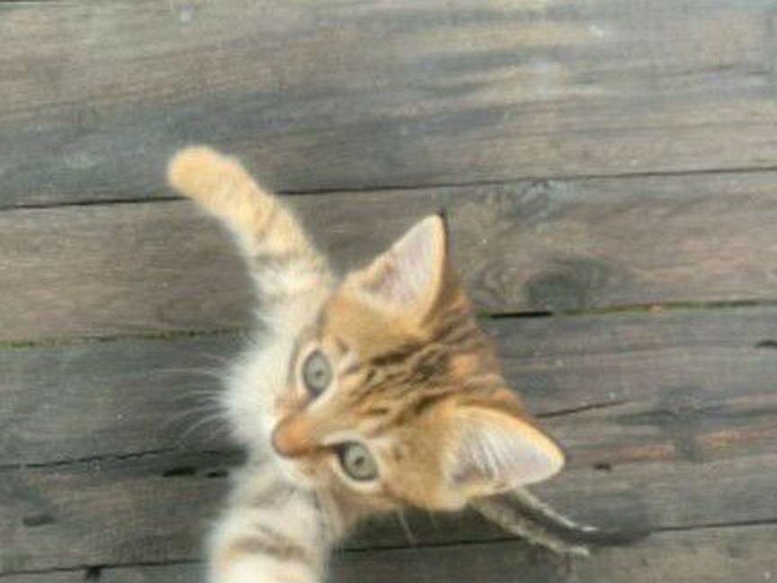 Котики маленькие