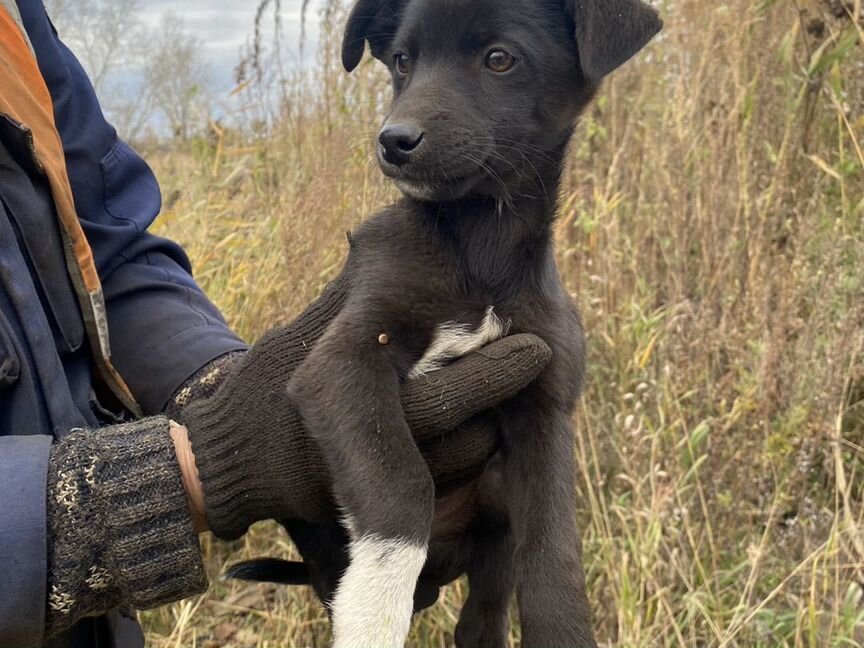Щенки небольшой собачки звонком во двор
