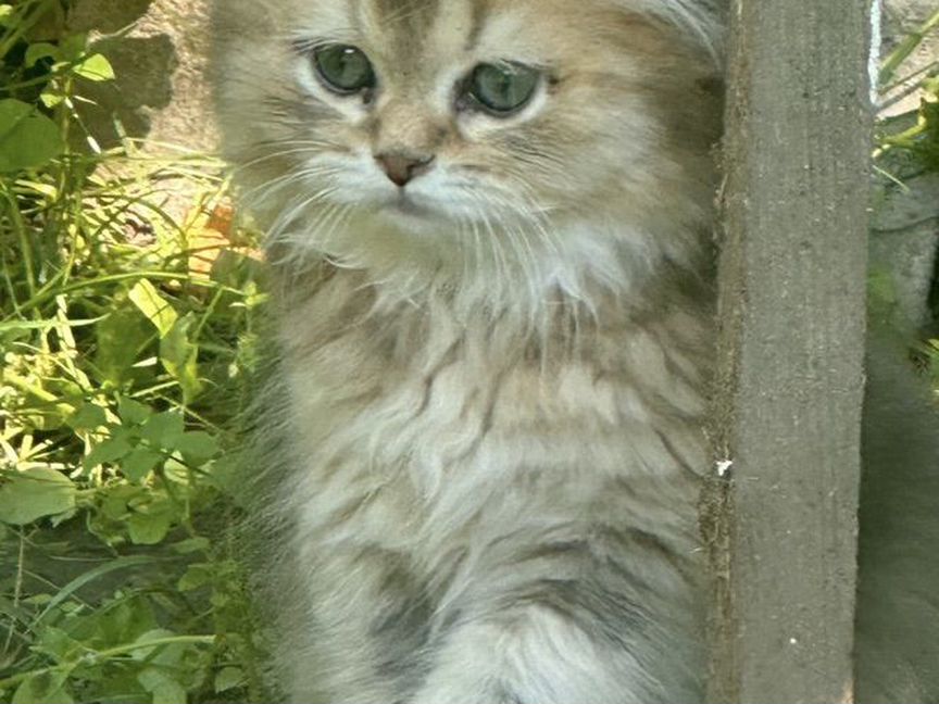 Котенок