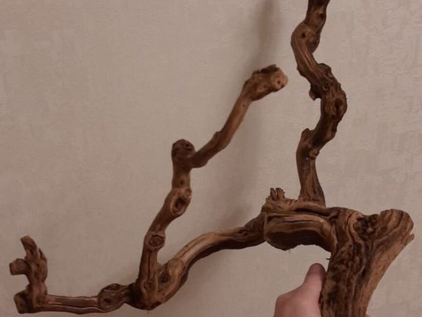 Коряги