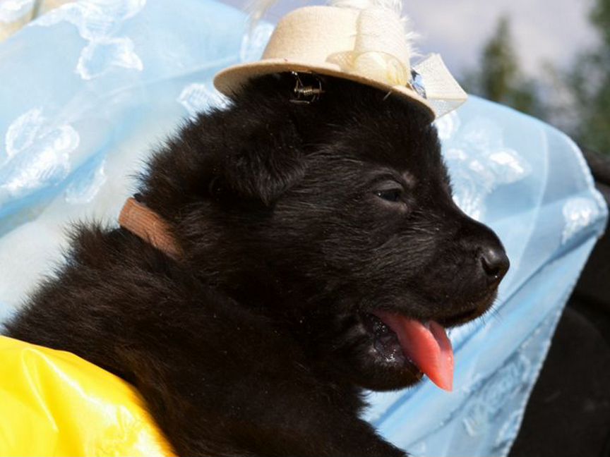 Шикарные Черные Щенки вео