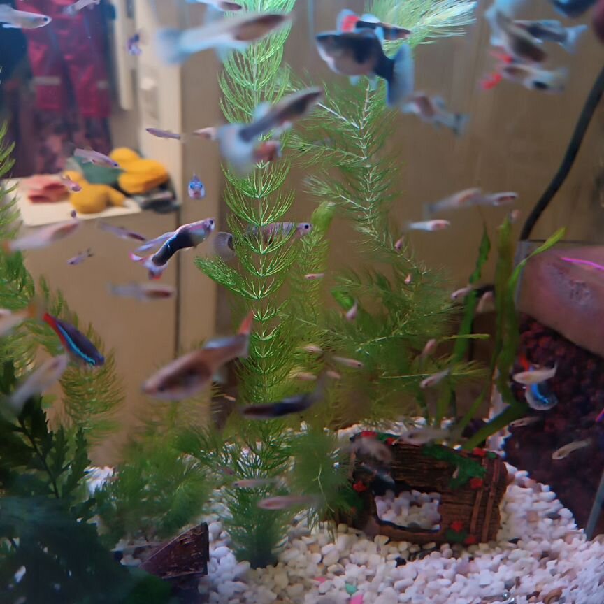 Мальки гуппи