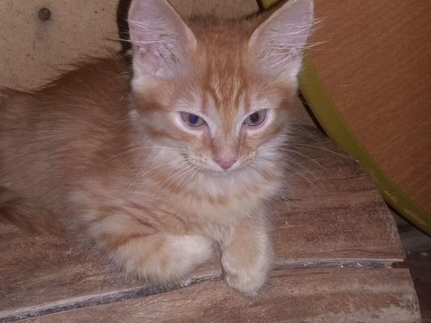 Рыжий котенок