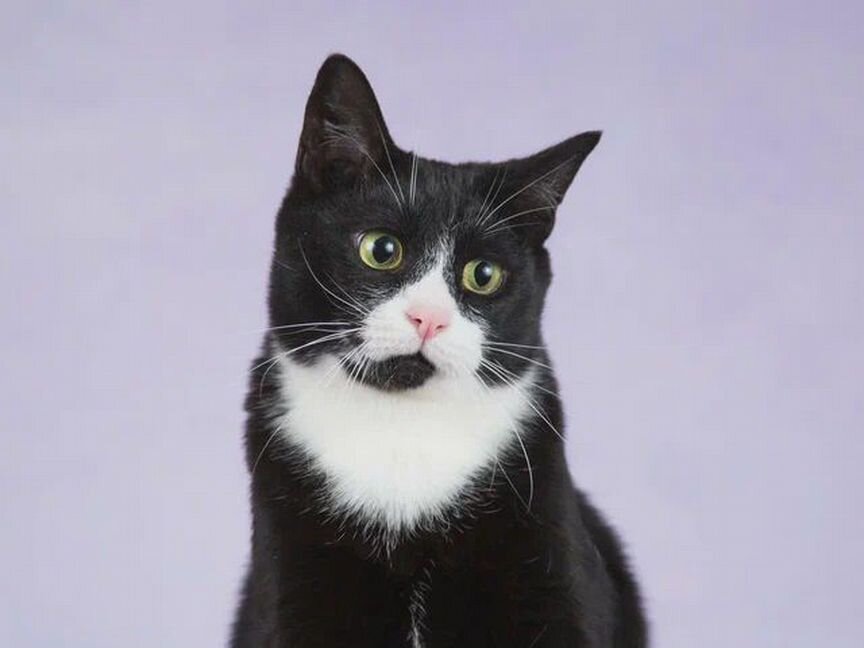 Котик Бэтмен в добрые руки, в дар