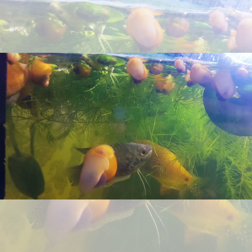 Роголистник, пистия, ампулярии