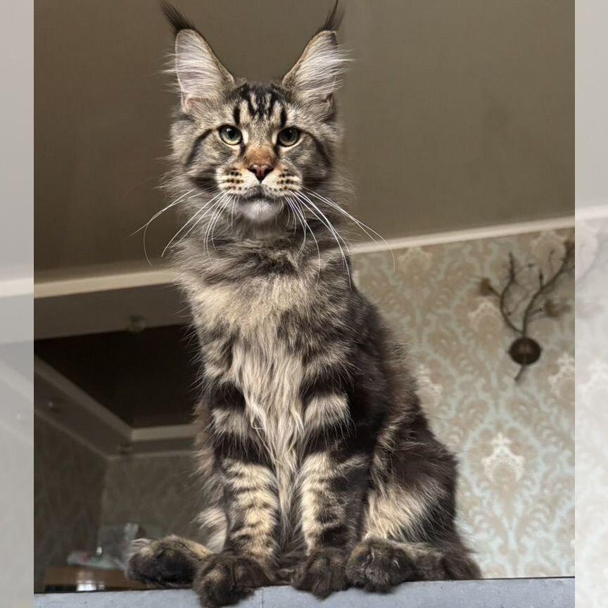 Мейн-кун котёнок