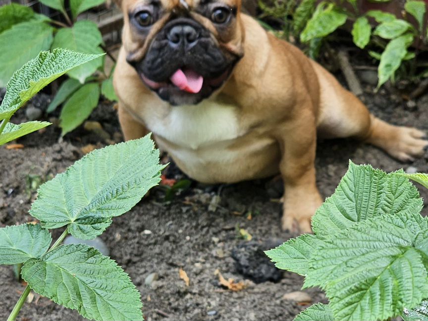 Красавсик Лакки