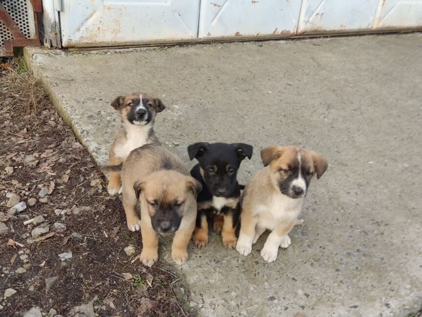 Щенки