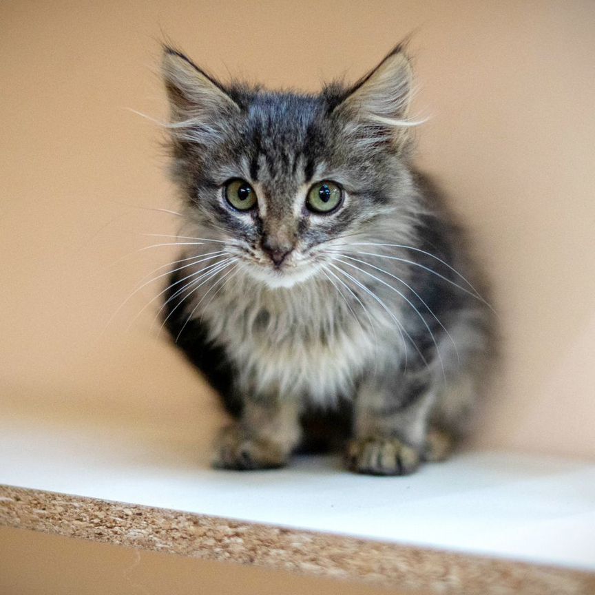 Котенок мальчик полосатик