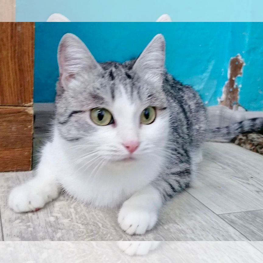 Взрослая, кошка в добрые руки