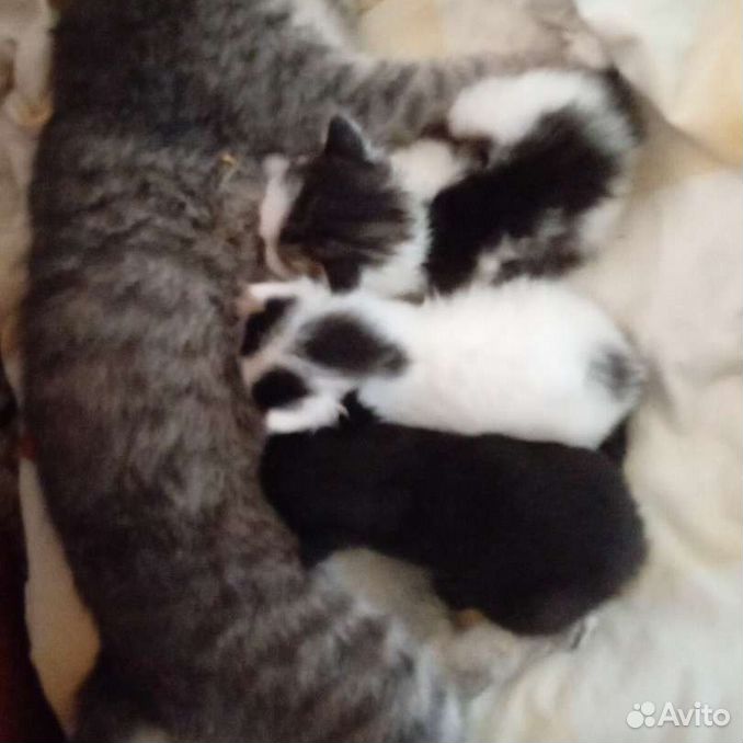 Котята - трое на выбор