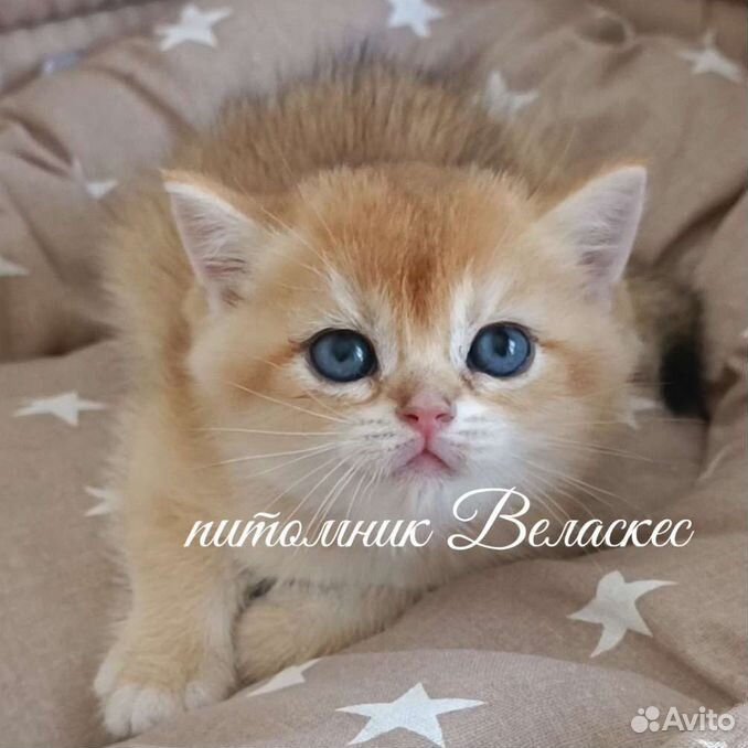 Золотой апельсиновый мальчик