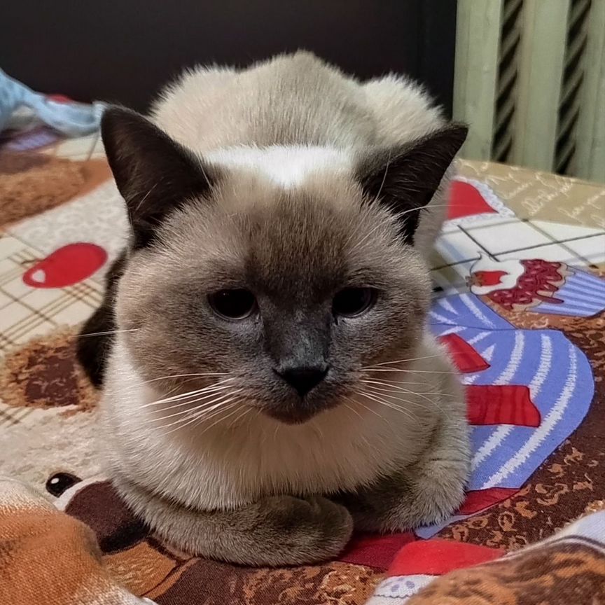 Сиамский котик