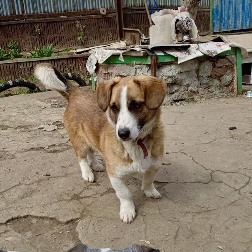 Собака