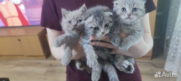 Котята шотландские