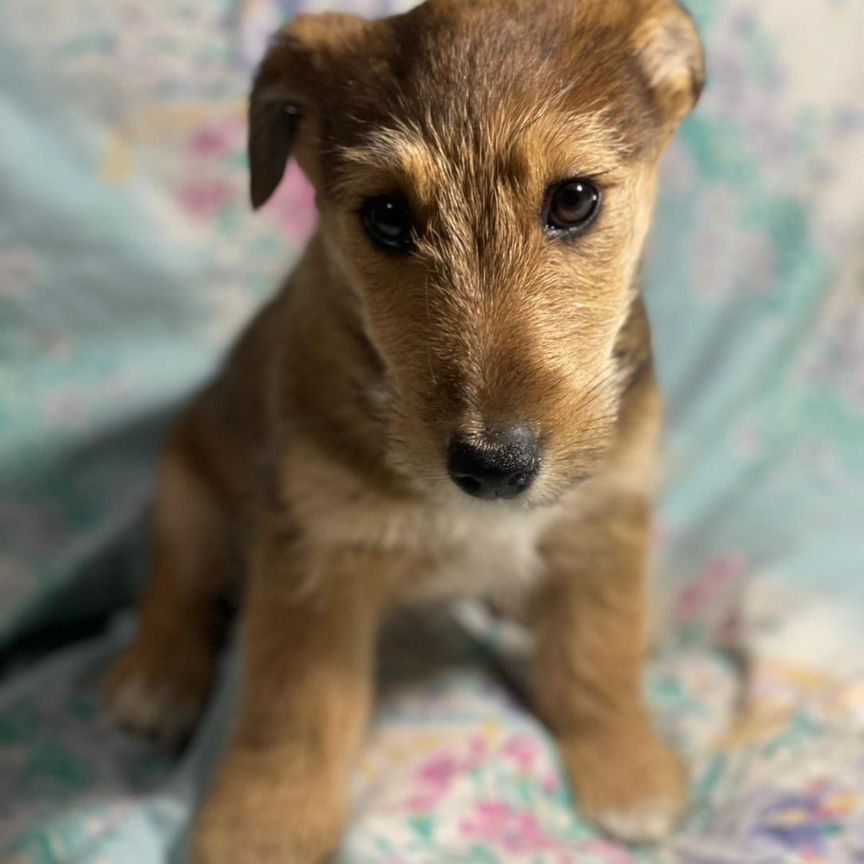 Щенок- девочка из приюта