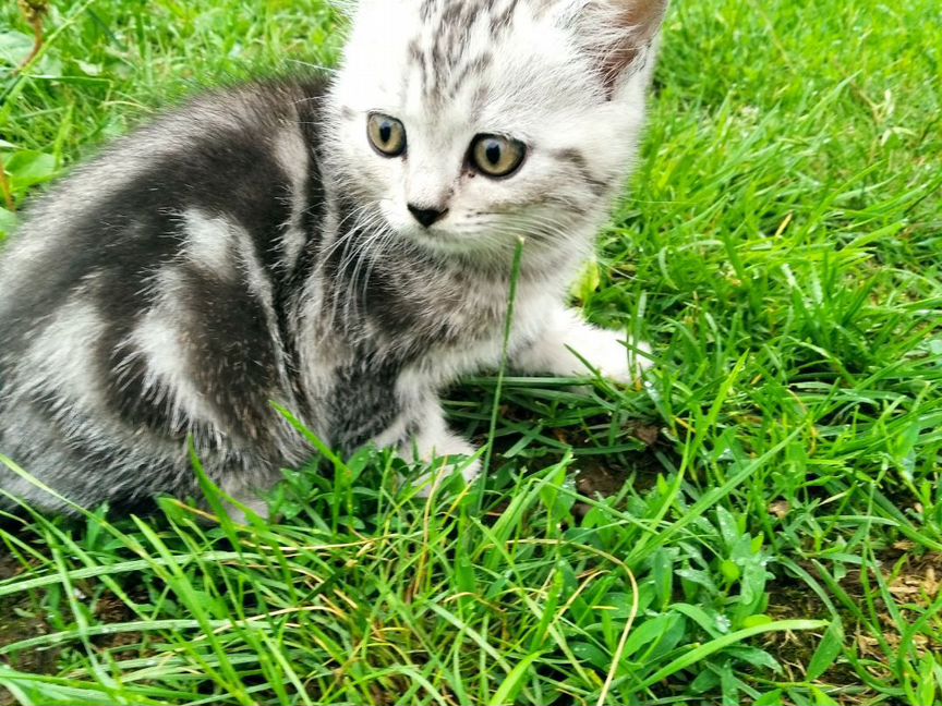 Британский котик