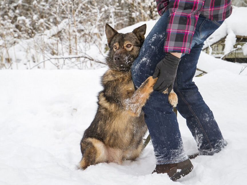 Отдам бесплатно собаку Тимку