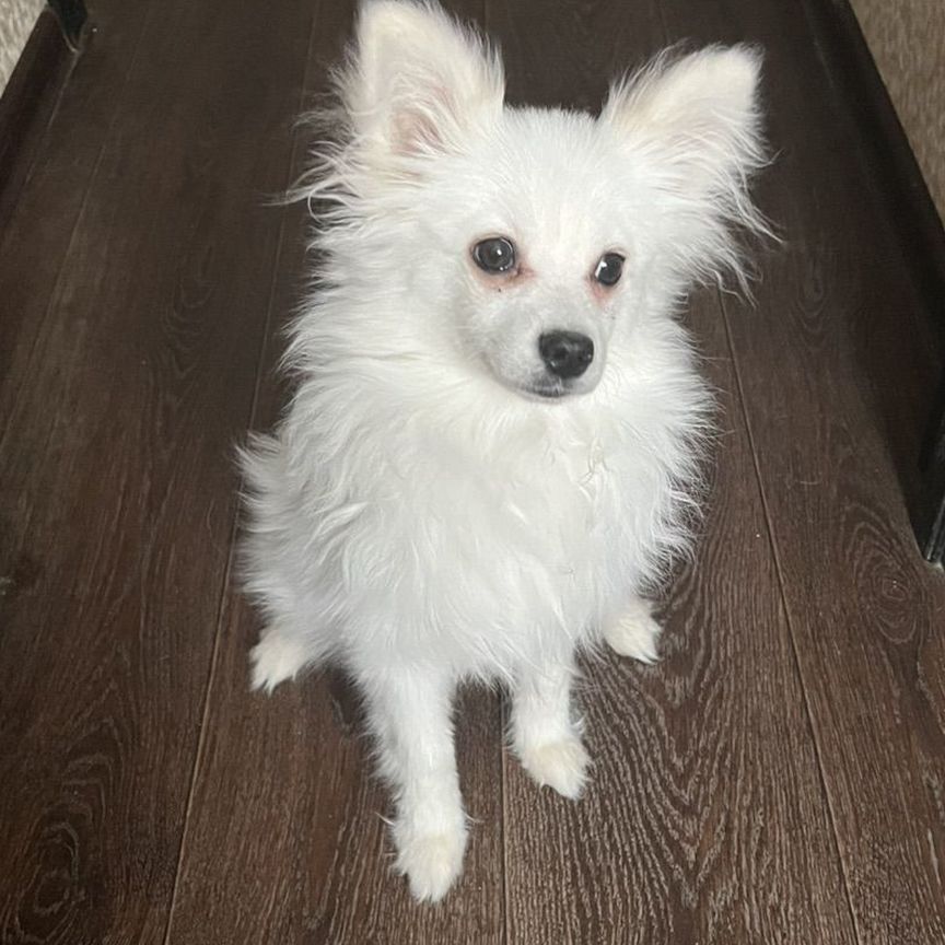 Немецкий белый шпиц