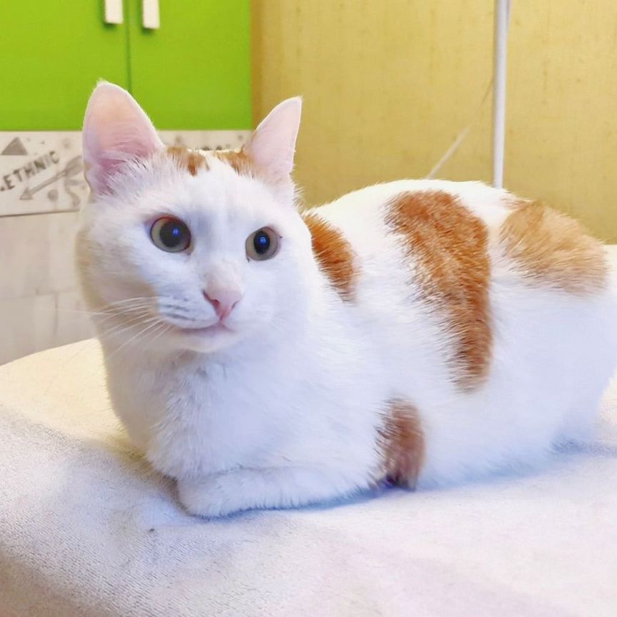 Оливер добрый кот в добрые руки