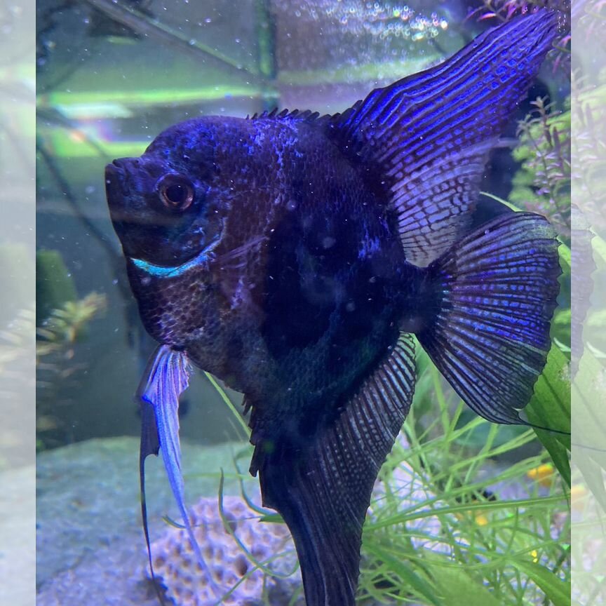 Скалярии пиной