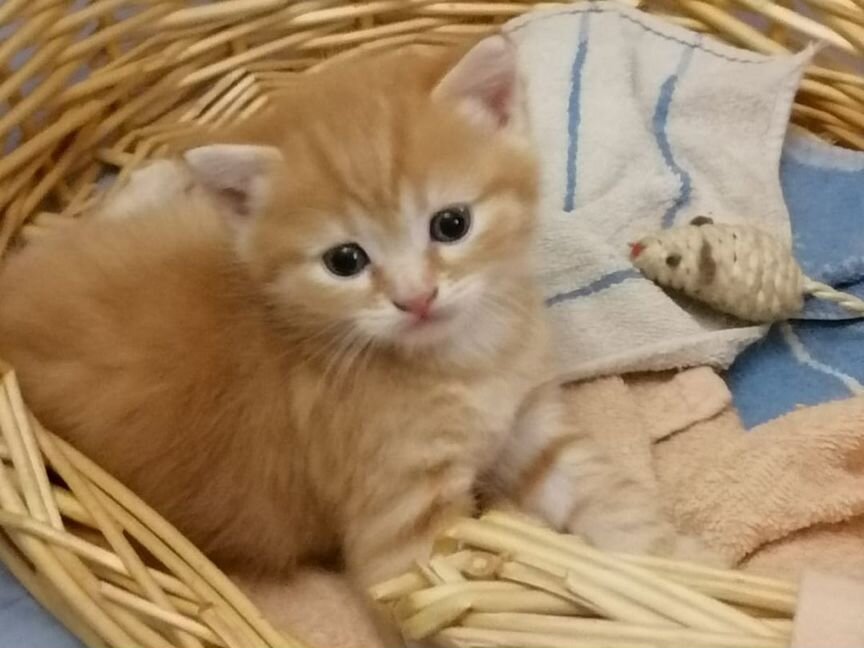 Рыжик, 6 недель, чудесный котенок