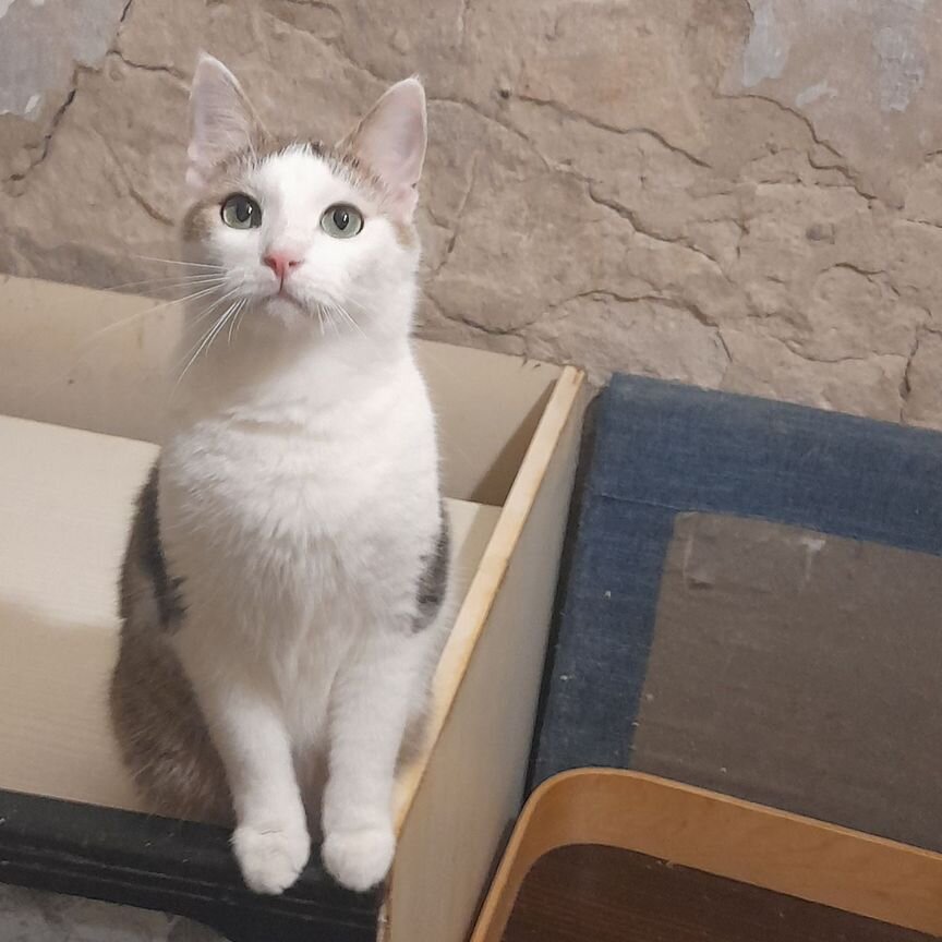 Базилику очень нужен дом