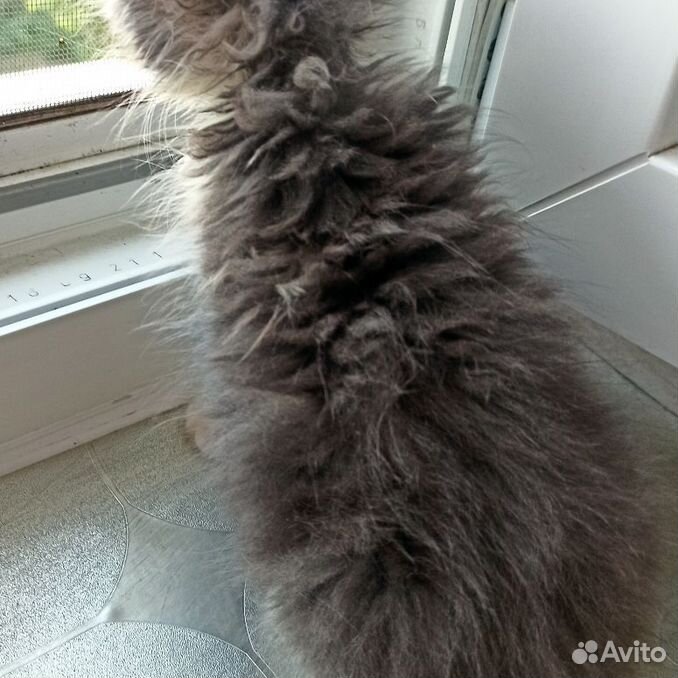 Пушистая малышка ищет добрых хозяев