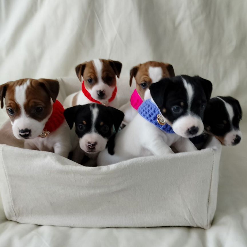 Щенки джек рассел терьер с родословной