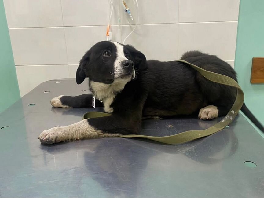 Щенки в добрые руки отдам бесплатно