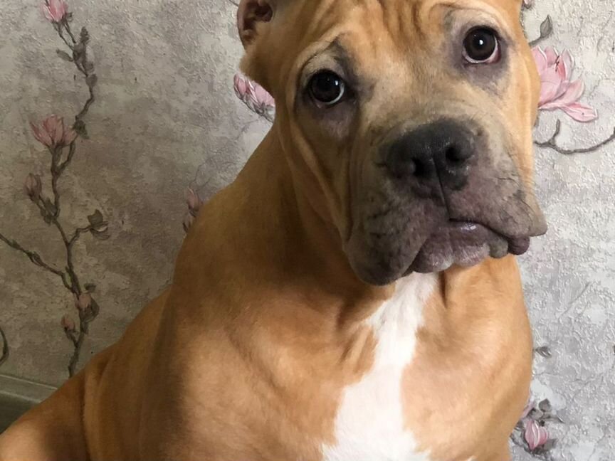 Американский булли мальчик