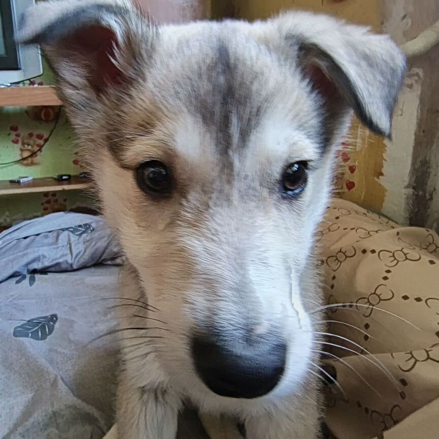 Аляскинский хаски, щенок