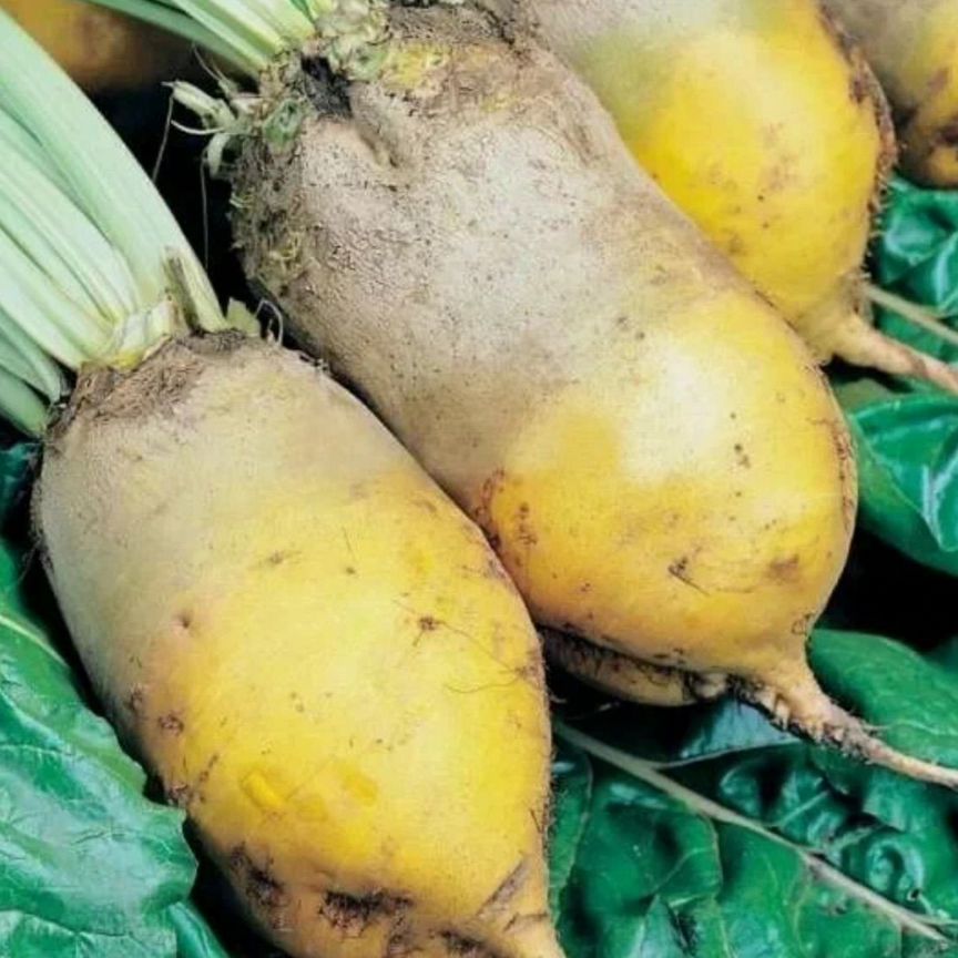 Кормовая свекла на корм скоту