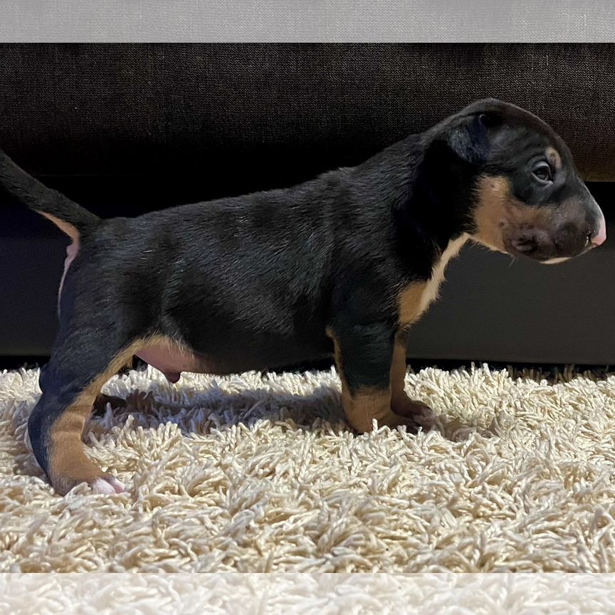 Бультерьер, щенок