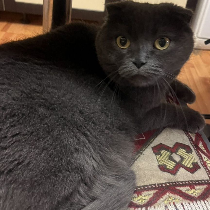 Кошка Вислоухая британка