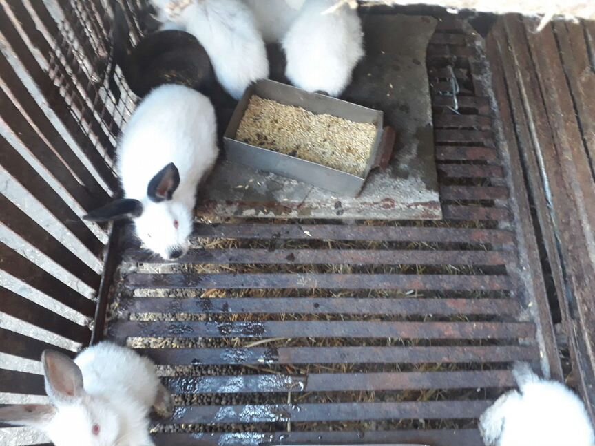 Клетка для кролика нутрий