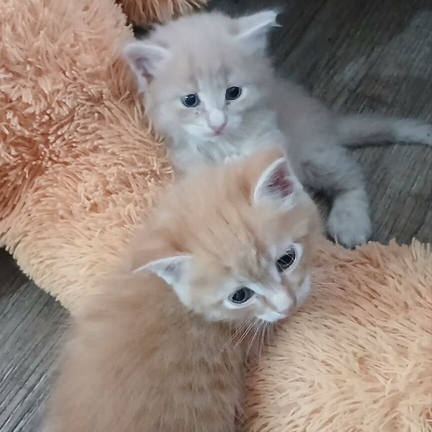 Котята мальчики, сибирская