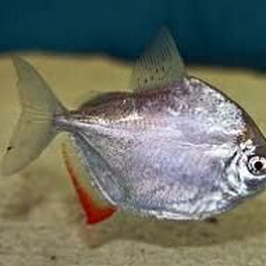 Аквариум 130 л. с тумбой и наполнением