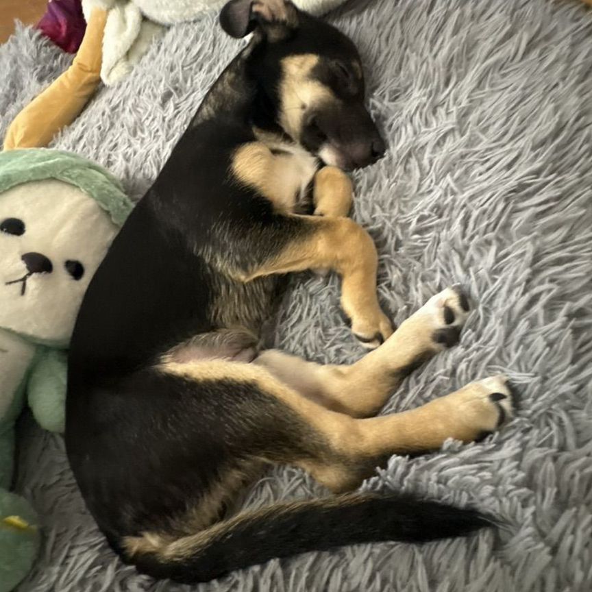 Русский той-терьер, щенок